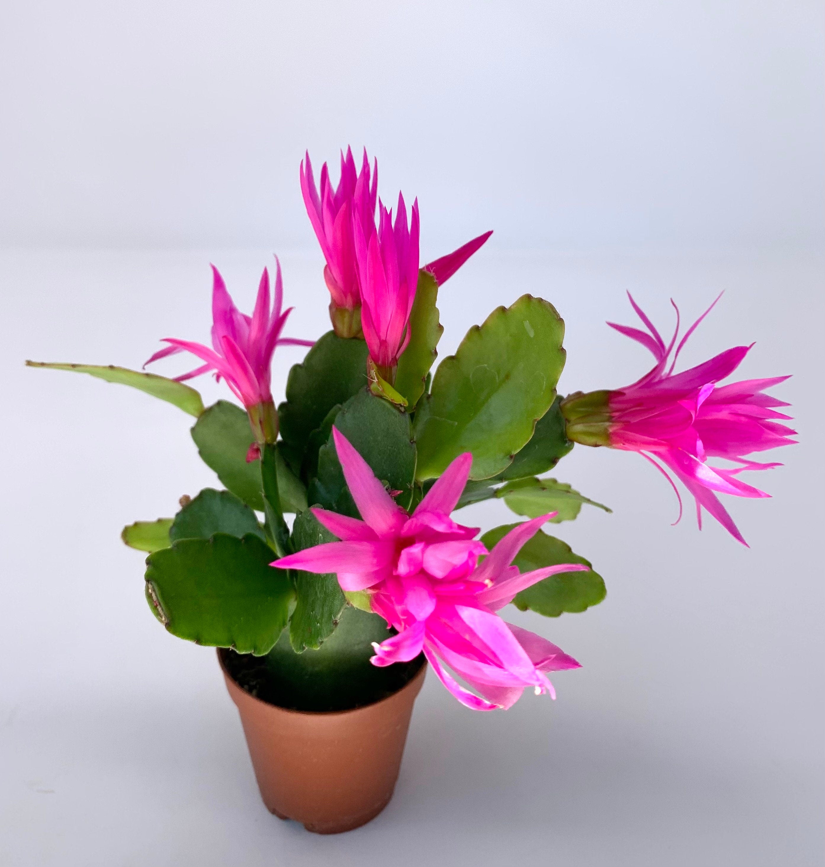 Purple Flower Easter Cactus Rhipsalidopsis Gaertnerrii – CTS Air plants