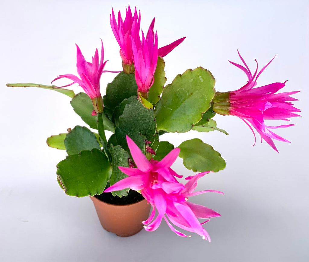 Purple Flower Easter Cactus Rhipsalidopsis Gaertnerrii – CTS Air plants